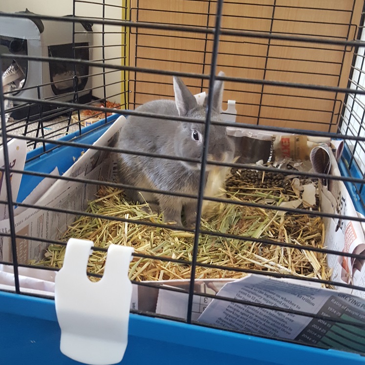 Rabbit Care Guide - Bunny Bed and Breakfast