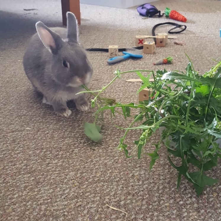 Rabbit Care Guide - Bunny Bed and Breakfast